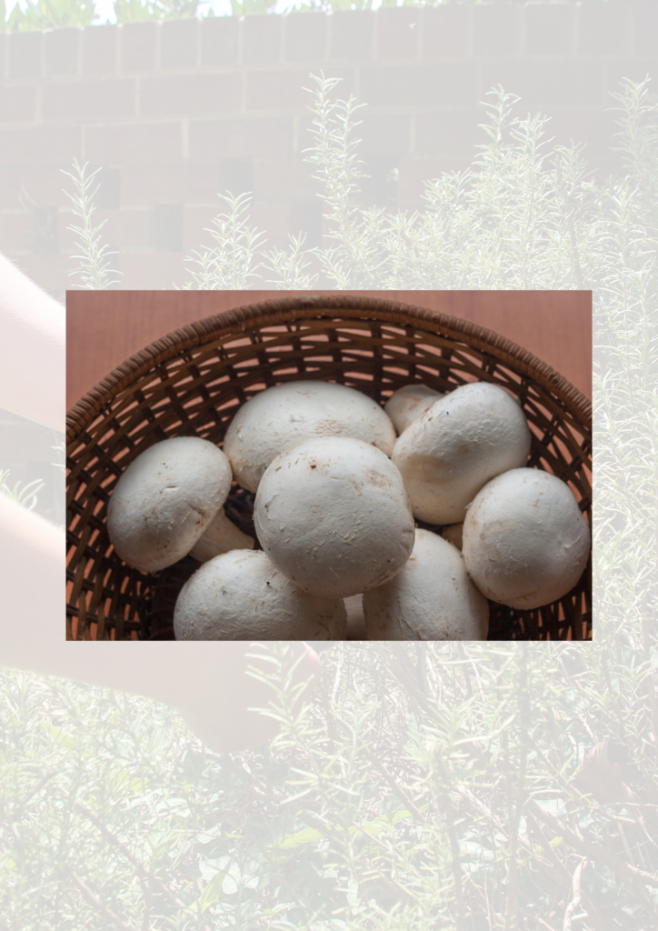 Punnet mushrooms – The OpenDoor Complex