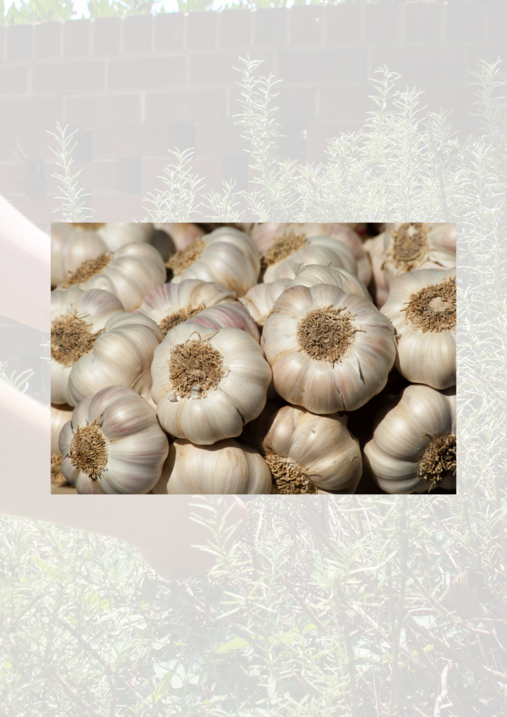 Loose garlic – The OpenDoor Complex